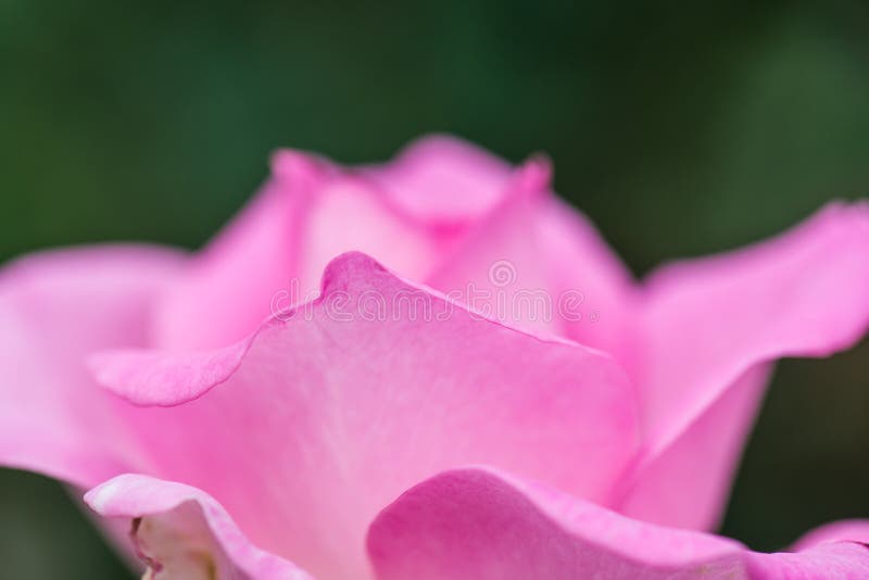 Beverly Rose or Pink Rose in Garden Stock Image - Image of petal ...