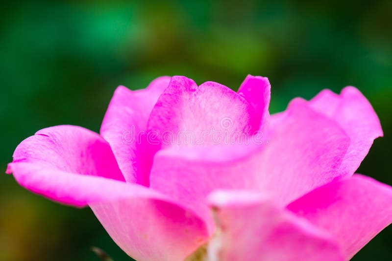 Beverly Rose or Pink Rose in Garden Stock Photo - Image of flora, pink ...