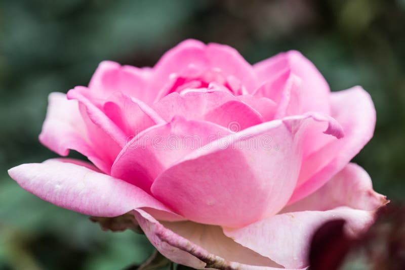 Beverly Rose or Pink Rose in Garden Stock Image - Image of fragrant ...