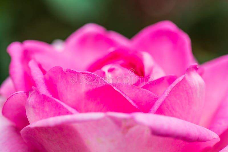 Beverly Rose or Pink Rose in Garden Stock Photo - Image of branch ...