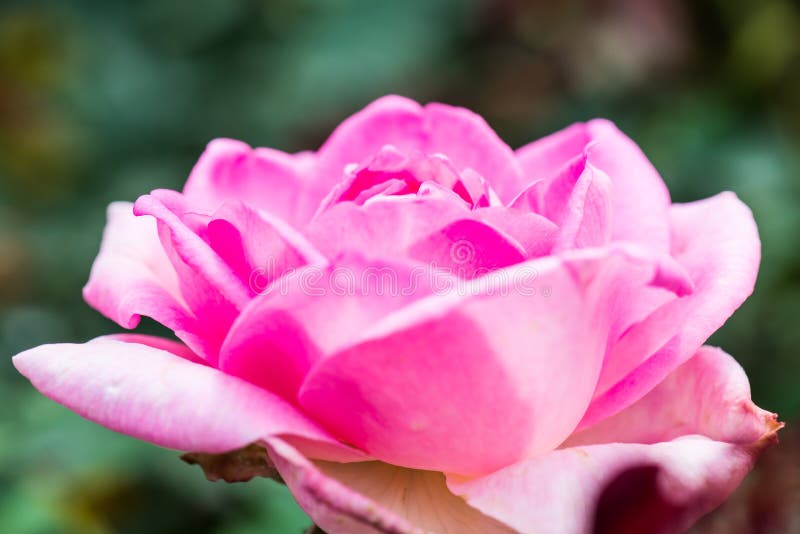 Beverly Rose or Pink Rose in Garden Stock Photo - Image of petal ...