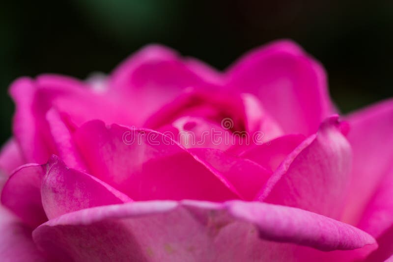 Beverly Rose or Pink Rose in Garden Stock Image - Image of background ...