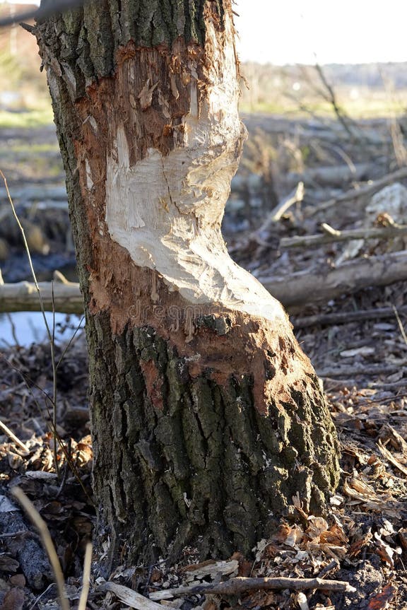 Beversporen in het bos stock foto. Image of sporen, dier - 107305340