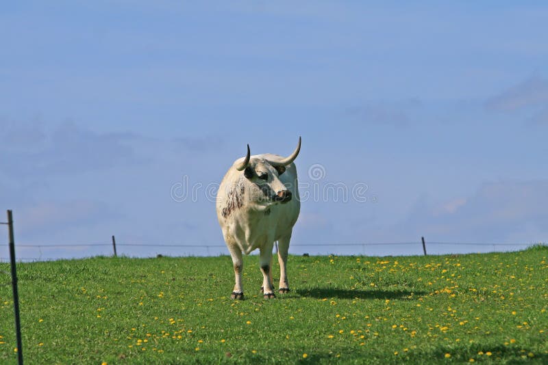 Jonge Stieren Die Tijdens Het Grazen Testikels Gebruiken Stock Foto ...