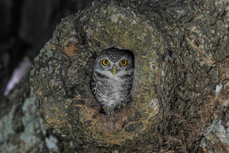 Bevlekte Jonge uil stock foto. Image of nesten, alleen - 42489952