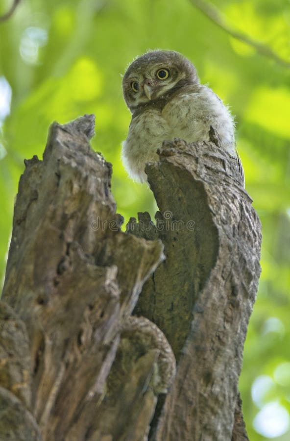 Bevlekte Jonge uil stock afbeelding. Image of wild, leefgebied - 117015365
