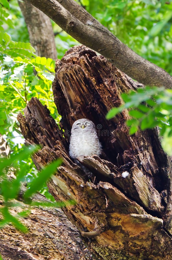 Bevlekte Jonge Uil in Hol Van Een Boom Stock Foto - Image of toerist ...