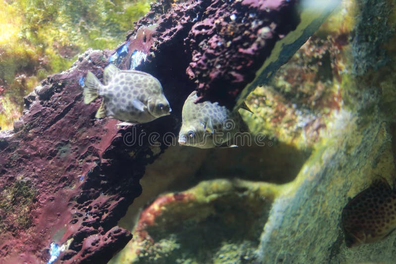 Bevlekte Scat Vissen of Scatophagus Argus Stock Foto - Image of ...