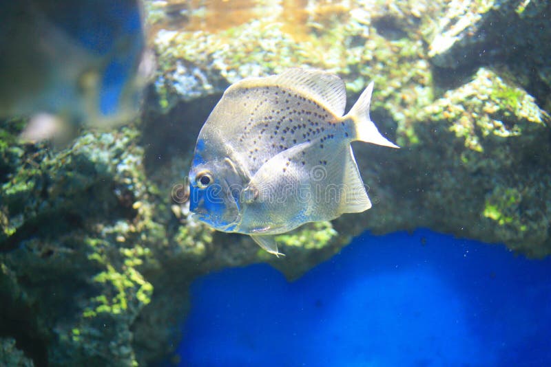 Gevlekte Sicklefish Drepane Punctata Vis Geïsoleerd Op Witte ...