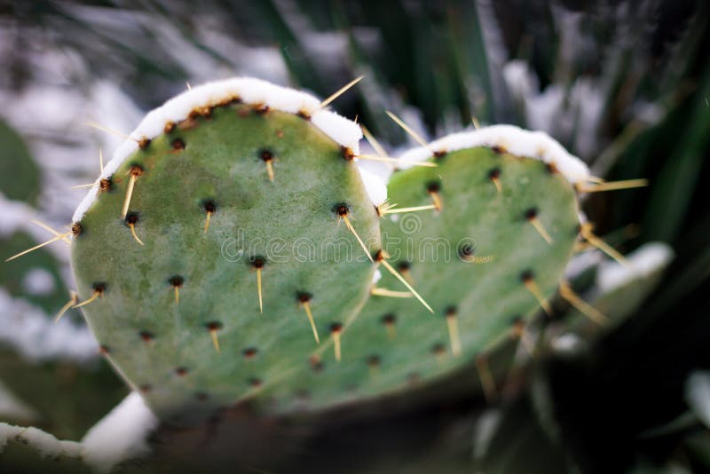 Bevroren cactus op ijs stock foto. Image of landbouw - 21384414