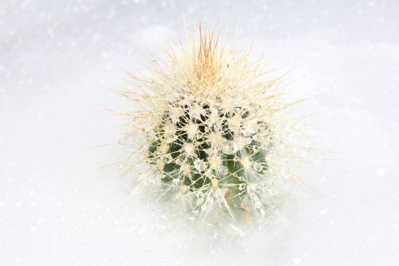 Bevroren cactus op ijs stock foto. Image of landbouw - 21384414