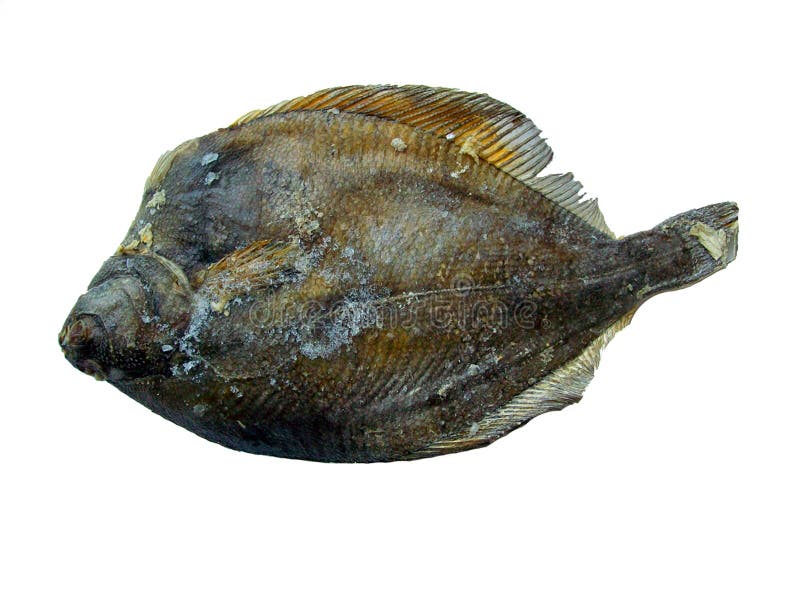 De Vissen van de schol stock afbeelding. Afbeelding bestaande uit ...