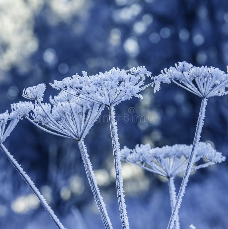Bevroren Bloemen, Installaties Aard in De Winter Stock Foto - Image of ...