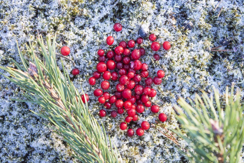 Bevroren lingonberries stock afbeelding. Image of bevroren - 62916729