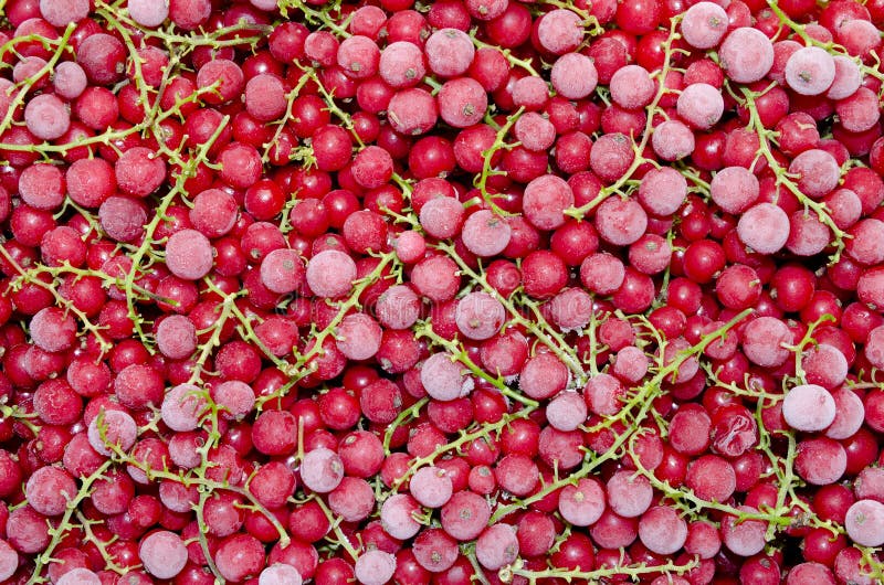 Bevroren fruit stock foto. Image of donker, verzuur, rood - 33730202