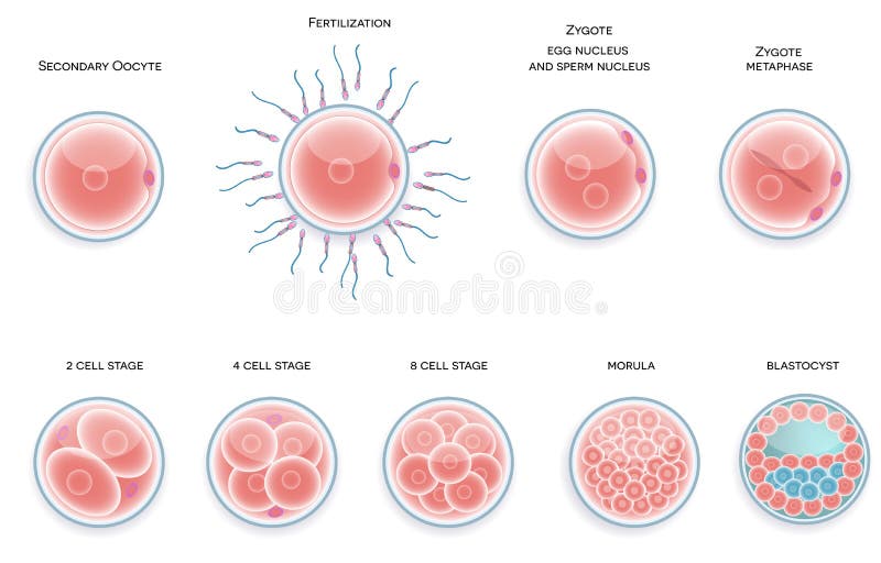 Bevruchte Menselijke Eicel Stadia Embryo's Uit Het Lab: Mini Mens Of
