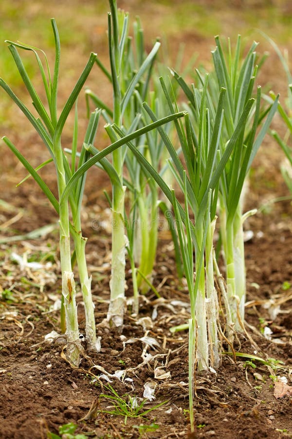 Stelen Van Preien, Groene Groenten, Lokale Marktopbrengst in Een Doos ...