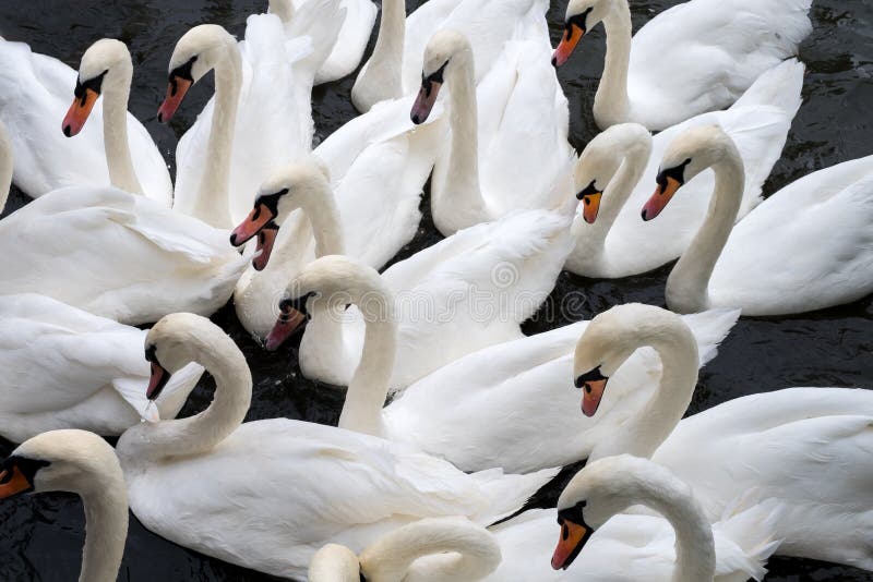 A bevy of swans. stock image. Image of bird, nature - 108539449