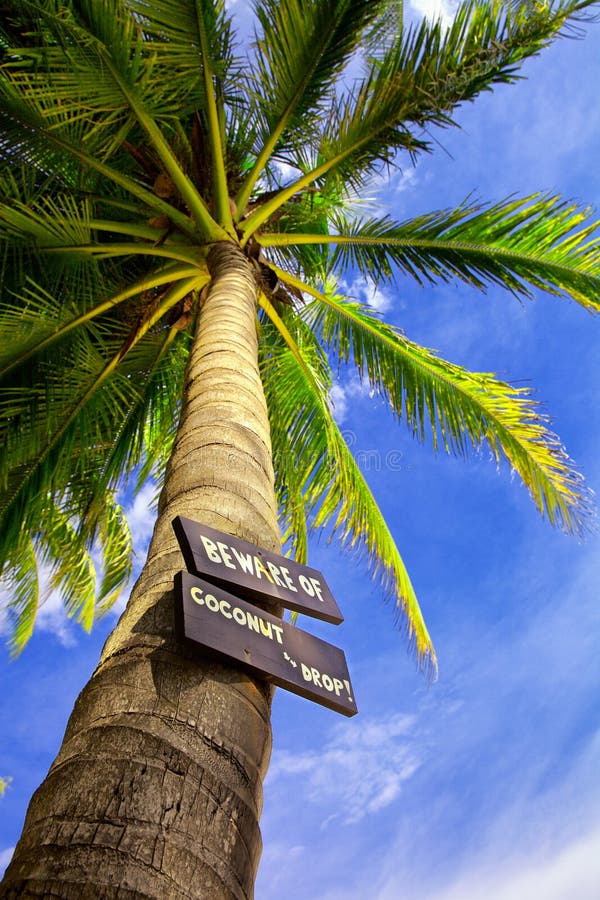 Beware Coconut stock photo. Image of destination, coco - 18711086