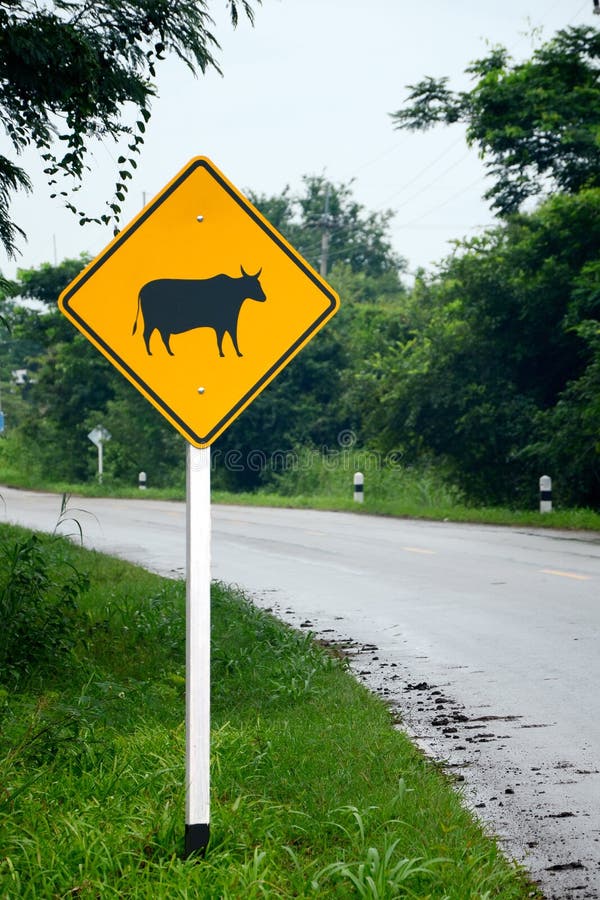 Beware of the cow sign. stock image. Image of countryside - 26034115