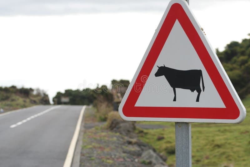 Beware the cows stock image. Image of white, indication - 5148565