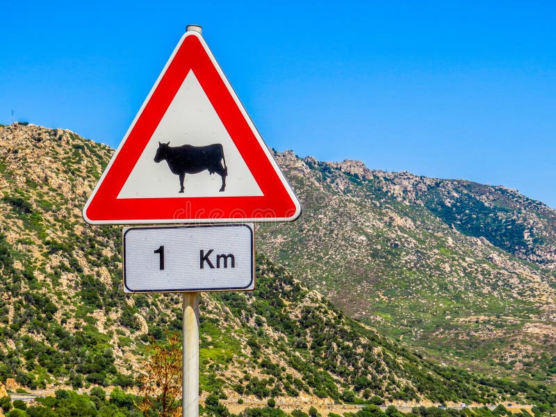 Beware of Cows Sign stock photo. Image of beware, blue - 158735944