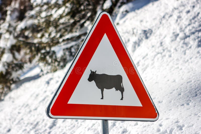 Beware of the Cows Sign, Cortina D`Ampezzo, Italy Stock Photo - Image ...