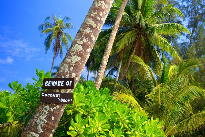 Beware da gota do coco foto de stock. Imagem de calmo - 29669548