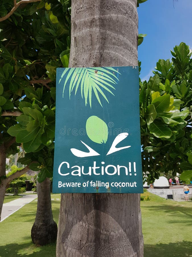 Caution Falling Coconuts stock image. Image of water, surf - 586517 Caution Falling Coconuts stock image. Image of water, surf - 586517