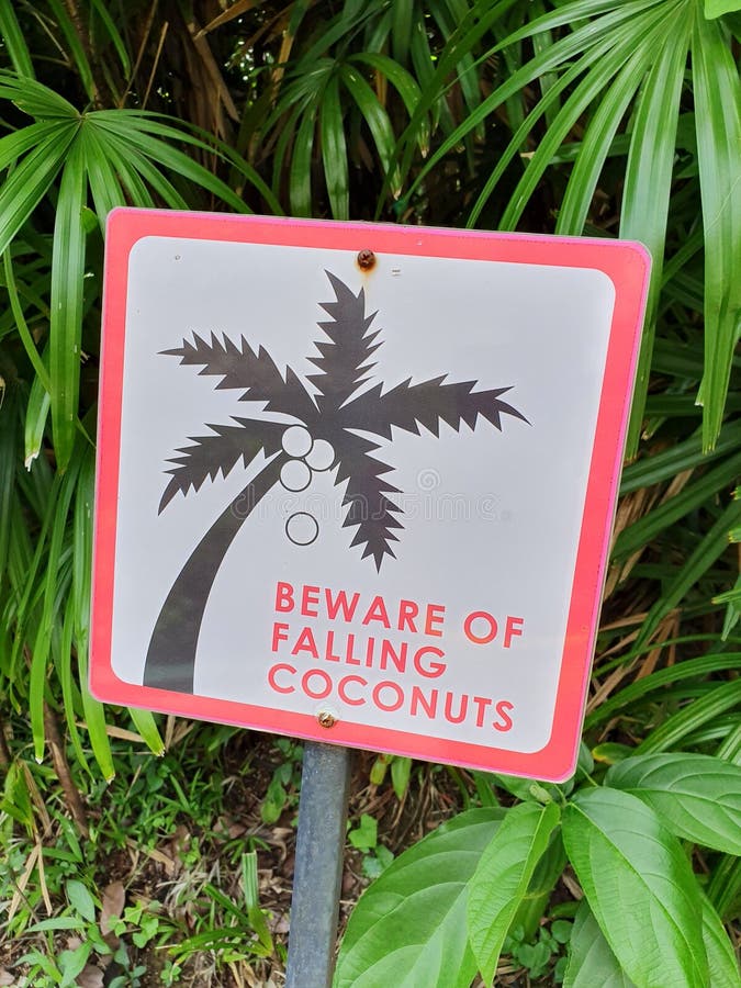 Beware of falling coconuts stock image. Image of palm - 31577619