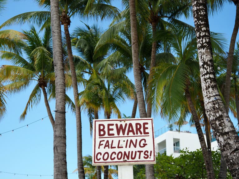 Beware of Falling Coconuts from Coconut Palm Trees Stock Image - Image ...