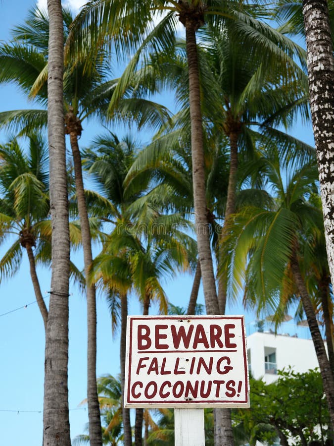 Beware of Falling Coconuts from Coconut Palm Trees Stock Photo - Image ...