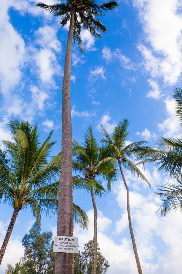 Beware of Falling Coconuts Sign Stock Photo - Image of fruit, hawaii ...