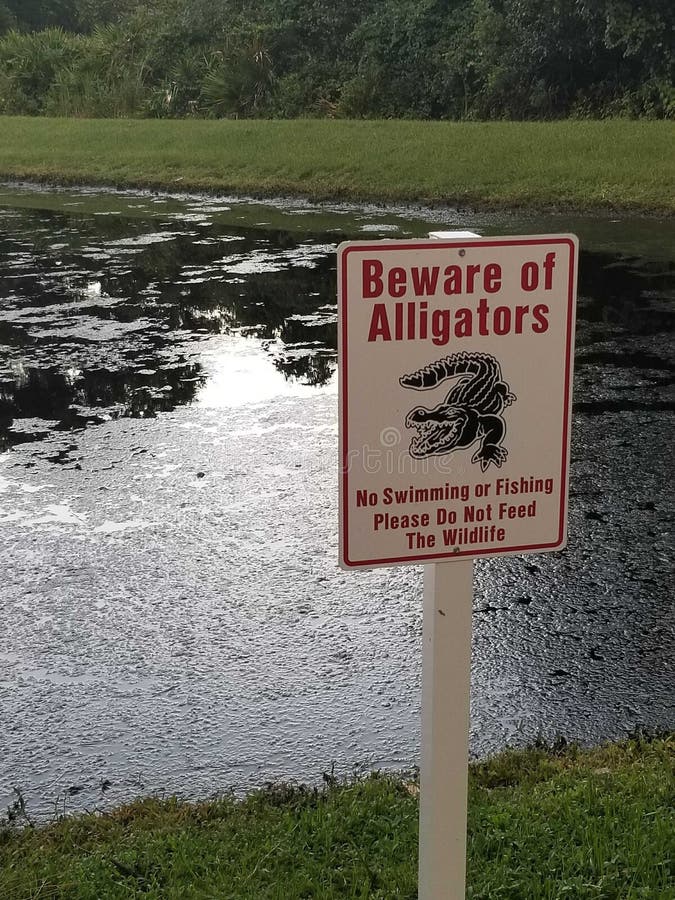 Beware Alligator stock image. Image of notice, florida - 28706335