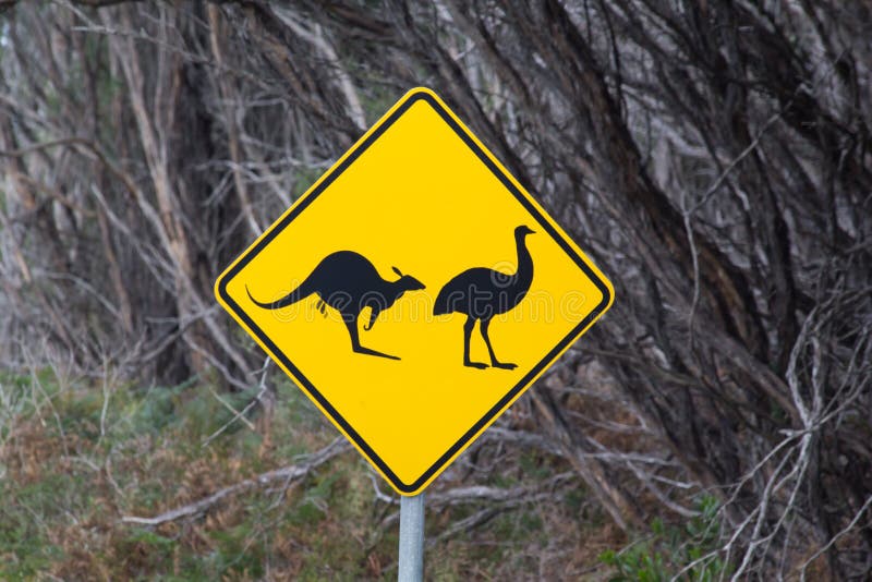 Beware of Kangaroos and Emus Stock Image - Image of obstacle, road ...