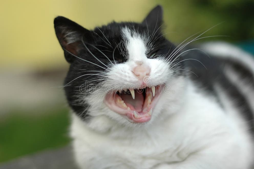 Beware of the vampire!! stock photo. Image of blood, scary - 112792