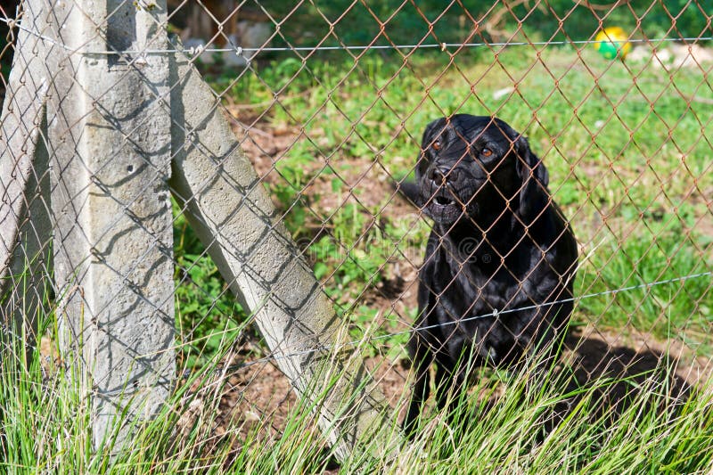 Beware of the watch dog stock image. Image of black, angry - 21122619