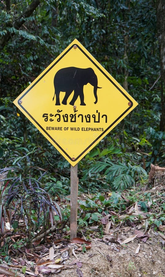 Beware of Elephants stock photo. Image of sign, street - 34927878