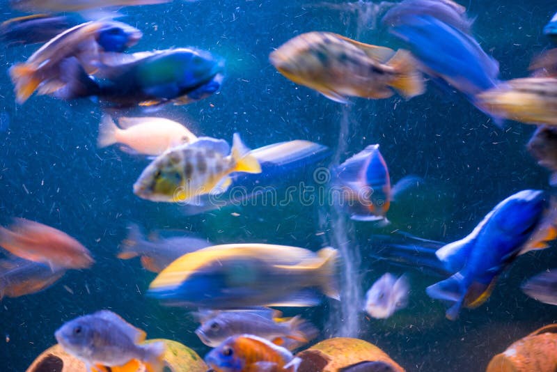 Groep Bewegende Vissen Onderwater Stock Foto - Afbeelding bestaande uit ...