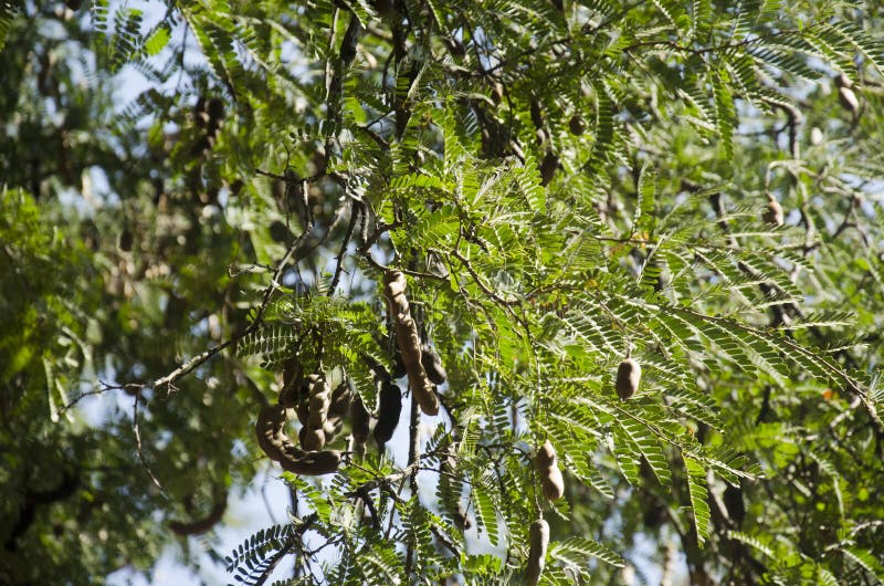 Beweging Van Blad Op Tak Van Tamarindeboom Stock Afbeelding - Image of ...