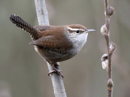 11,550 Wren Stock Photos - Free & Royalty-Free Stock Photos from Dreamstime