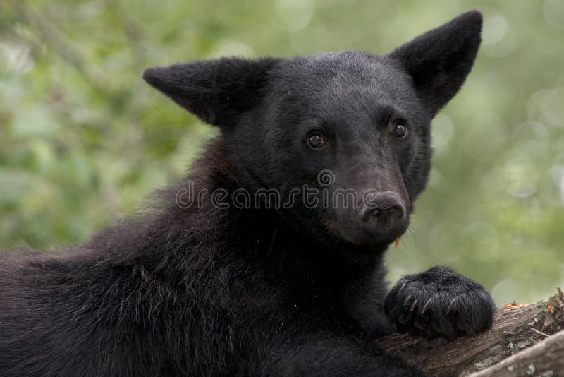 Bewildered Bear stock photo. Image of wild, ursus, wildlife - 38442070