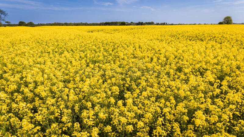 Bewirtschaften Raps, Canola, Biodiesel-Ernte Irland Stockfoto - Bild ...