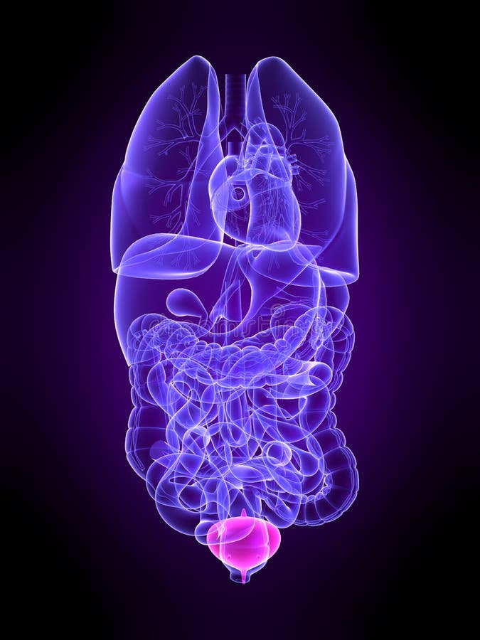 Bexiga humana ilustração stock. Ilustração de anatômico - 10333005