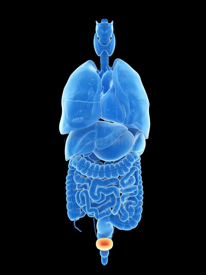 Bexiga humana ilustração stock. Ilustração de médico - 74819752