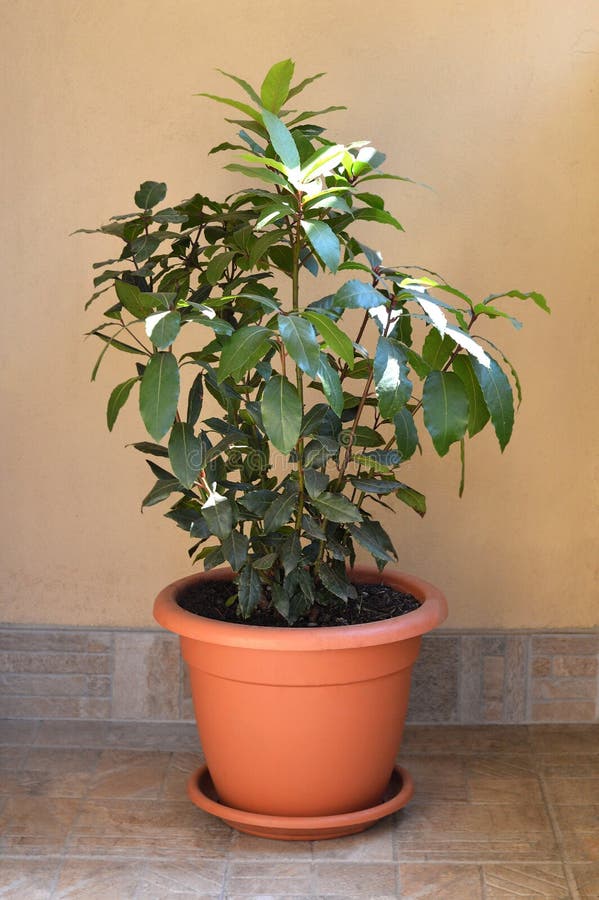 Bay Laurel or Laurus Nobilis Planted in Pot Stock Photo - Image of ...
