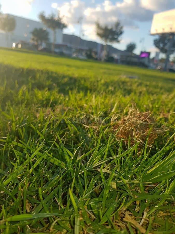 Beyond Normal Discovering the Beauty of Green Grass Stock Photo - Image ...