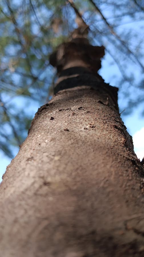 Beyond the tree stock image. Image of stand, little - 300635419