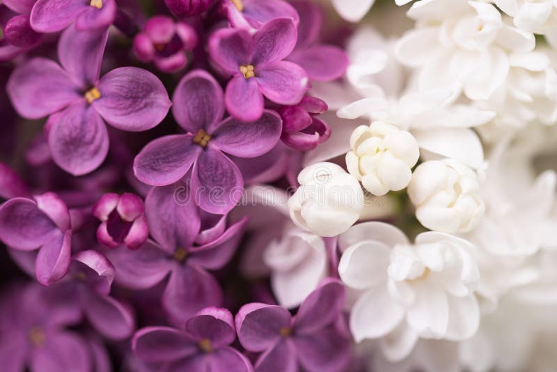 Bez fioletowy kwiat zdjęcie stock. Obraz złożonej z violetta - 67195962