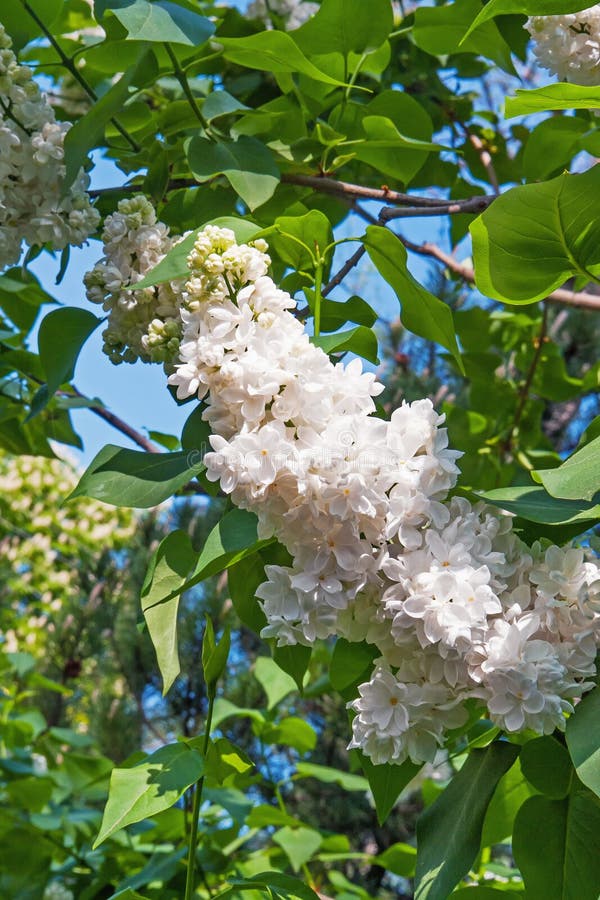 Bez flowers3 obraz stock. Obraz złożonej z płatek, ogrodnictwo - 39886421